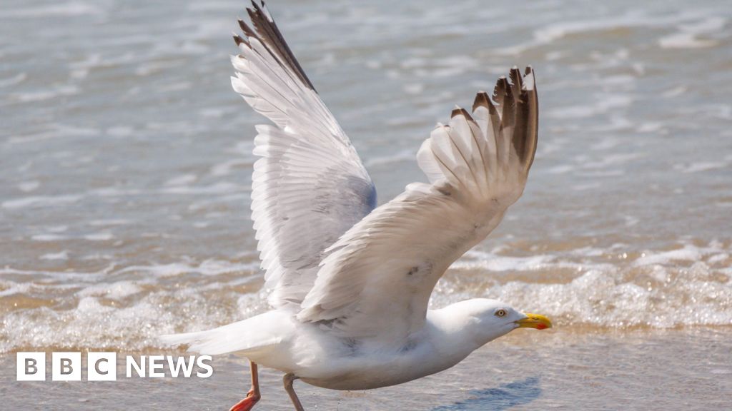 Headlines: Gloucester dog attack and a cheeky seagull in Weston
