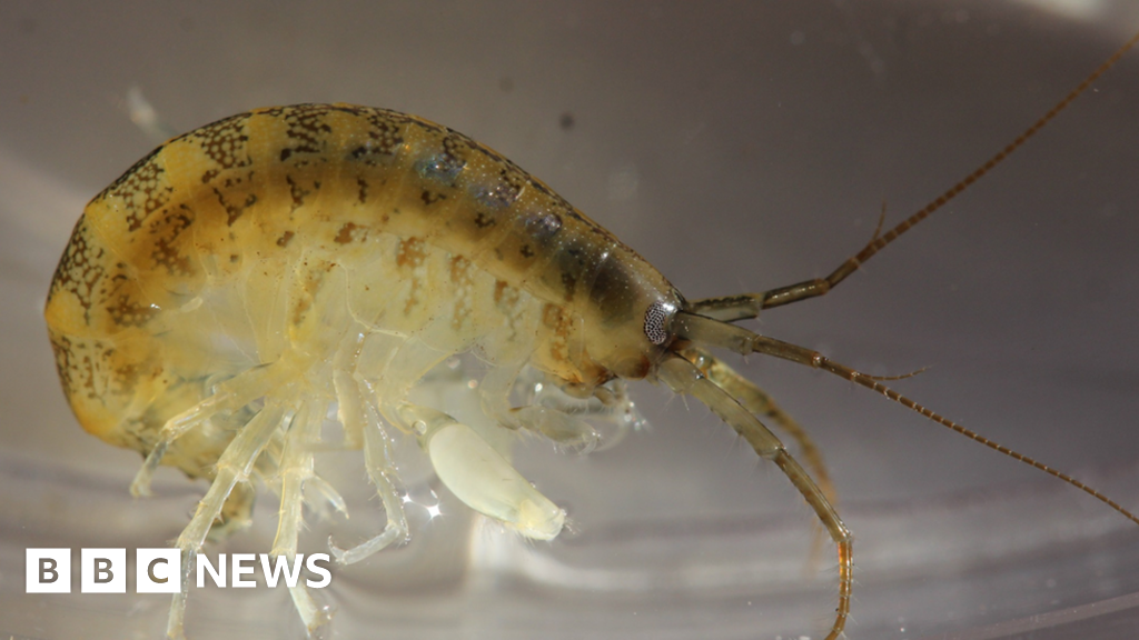 Invasive demon shrimp found in River Churnet - BBC News