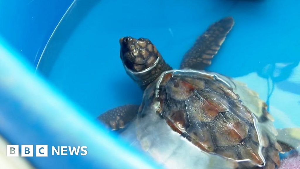 Anglesey: 'Miracle' sea turtle on the road to recovery - BBC News