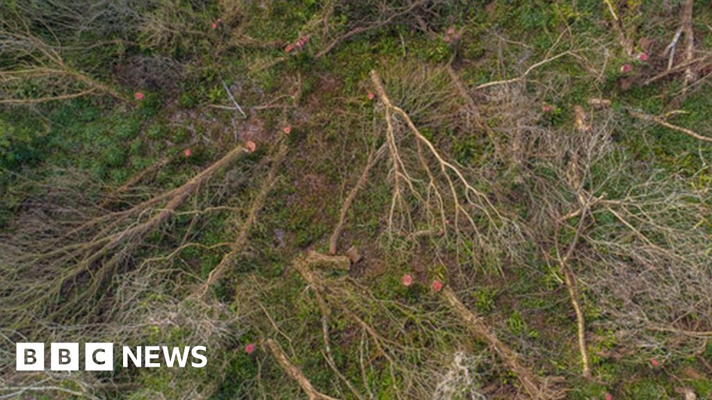 Cash reward offered to catch Pembrokeshire tree vandals - BBC News