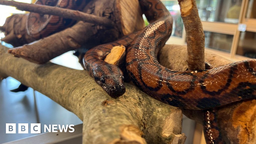 Portsmouth: Snake has multiple virgin births - BBC News