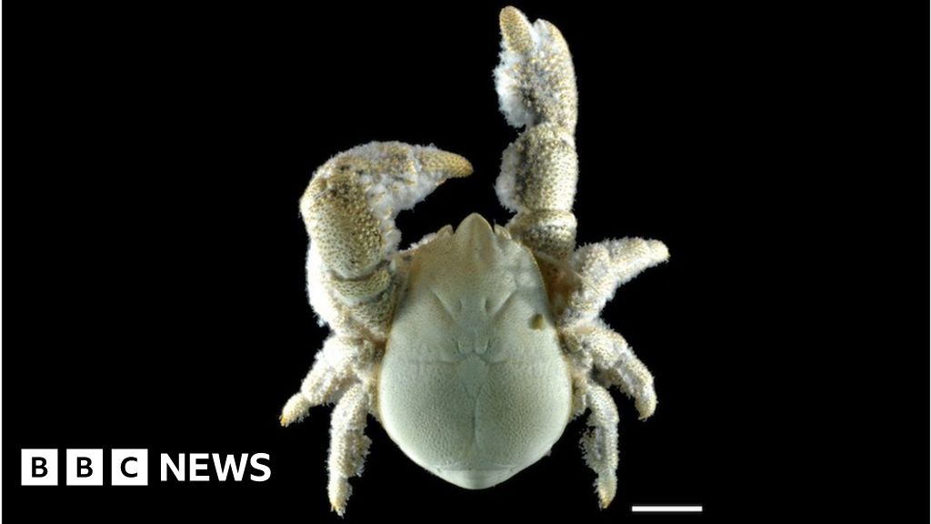 'Hoff crab' gets formal scientific name - BBC News