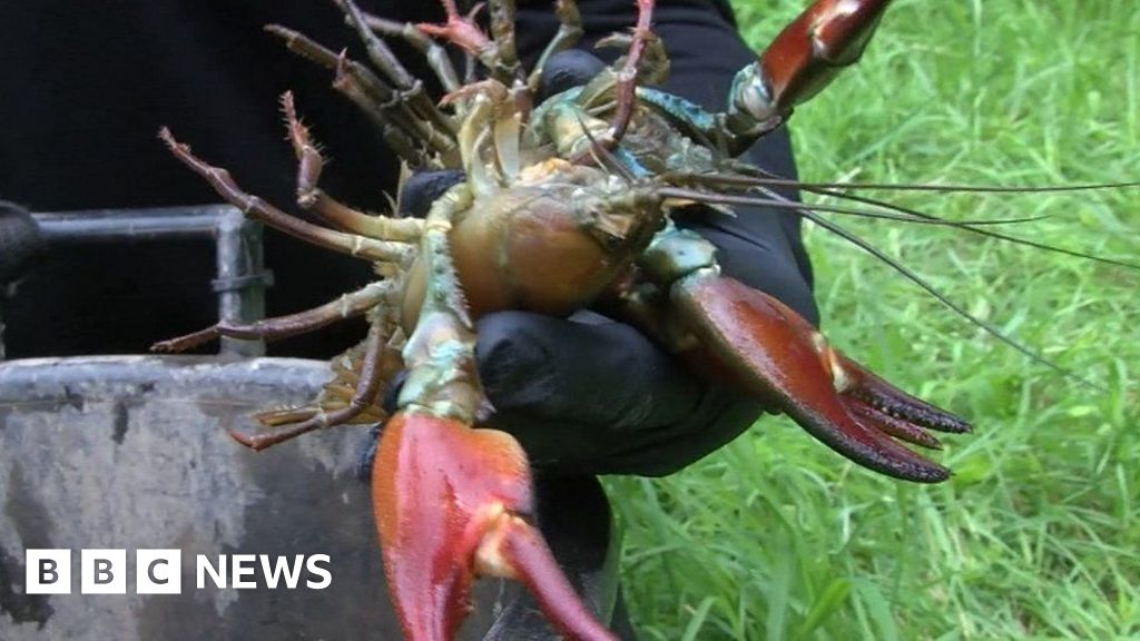 River Kennet: Eating crayfish 'won’t turn tide on invasive species ...