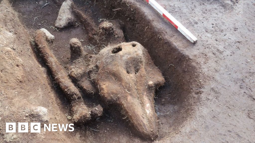 Guernsey's medieval 'Porpoise grave' remains a mystery - BBC News
