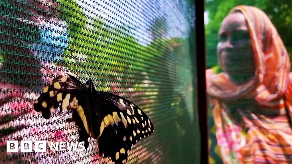 Kenya: Butterfly farming to provide income and help conservation - BBC News