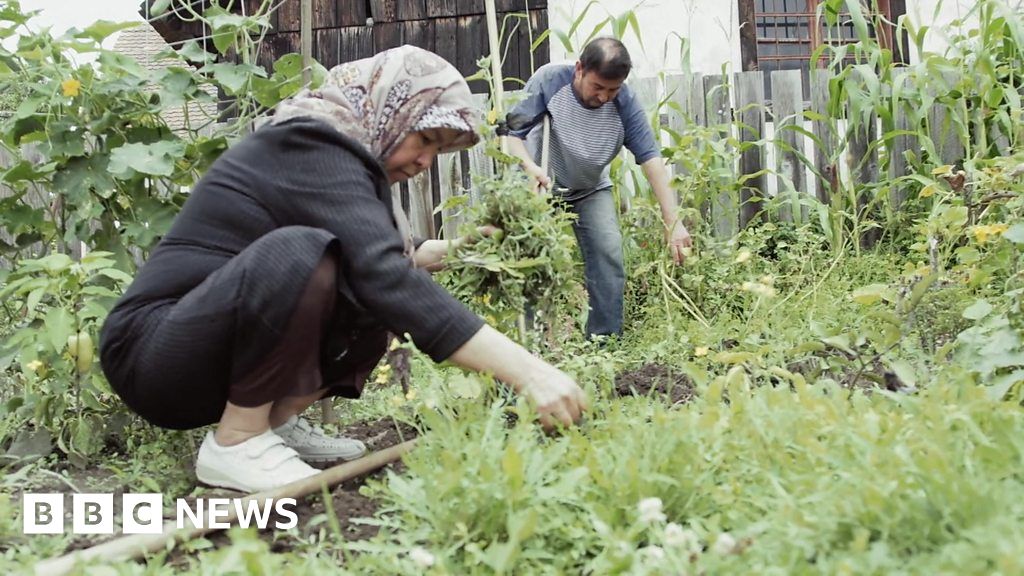Refugees plant roots in Austria's gardens - BBC News