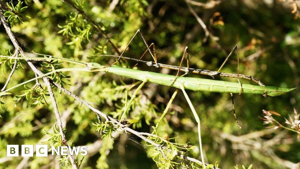 The stick insect population that lost its sex drive - BBC News