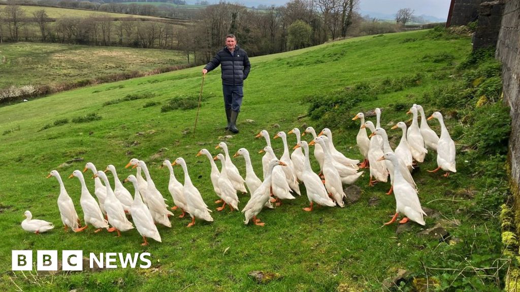 Bird flu: Calls for government vaccine as lockdown lifts - BBC News