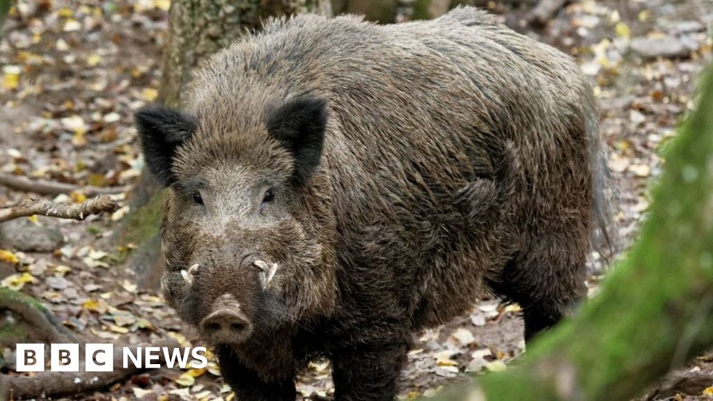 Bradford's boars: Why is a wild pig depicted across the city? - BBC News