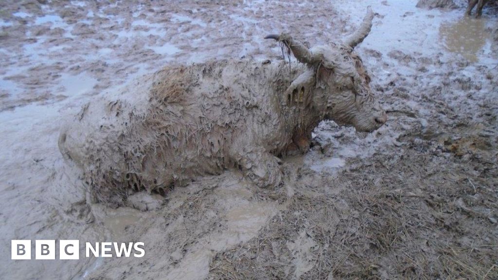 Cattle ban for farmer who 'left calf to die in mud' - BBC News