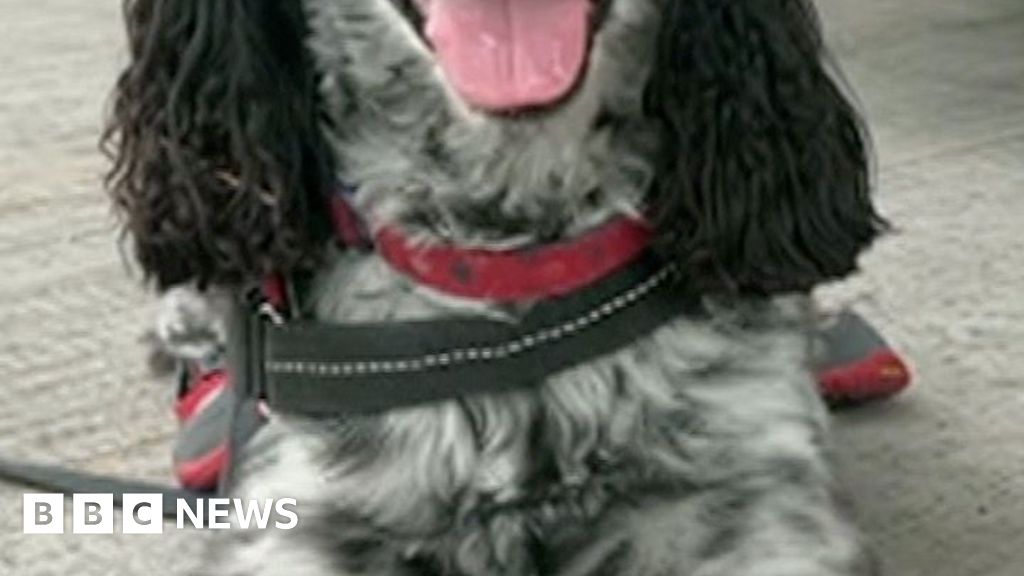 'Much-loved' fire investigation dog Dexter dies - BBC News