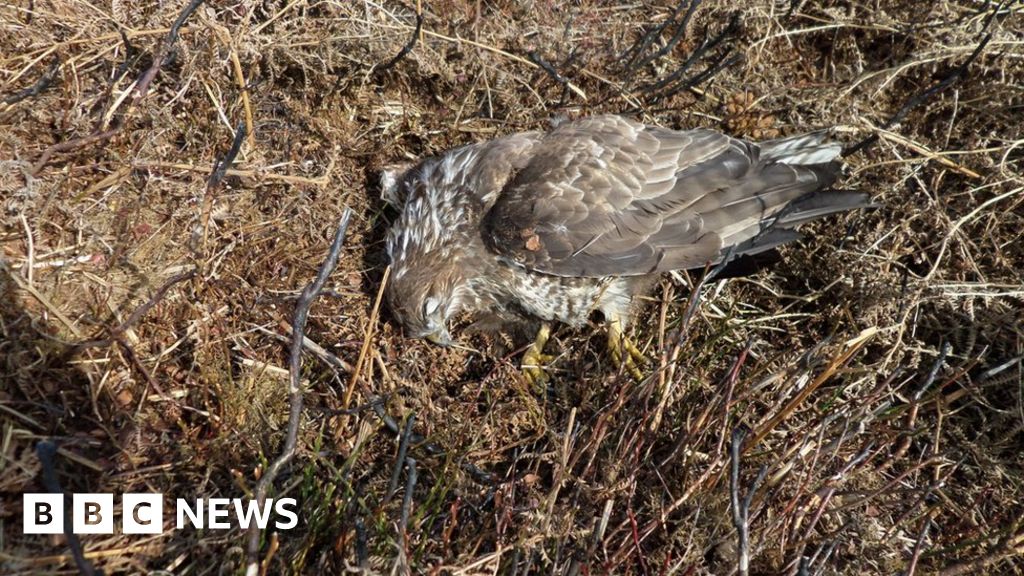 Poisoned buzzard had enough toxin to 'kill a child' - BBC News