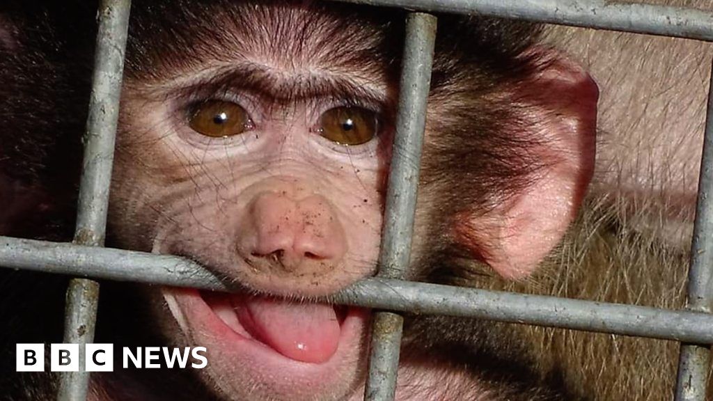 Diego the baby baboon that took Welsh rescuers by surprise - BBC News