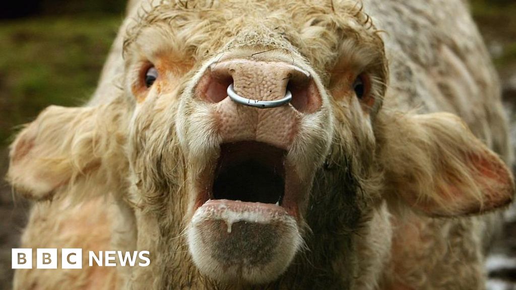 Charity closer to buying field on Scottish government-owned bull stud.