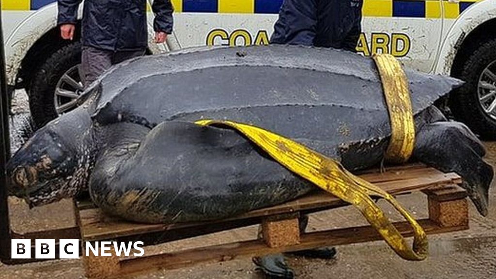 Leatherback turtle found washed up in Essex - BBC News