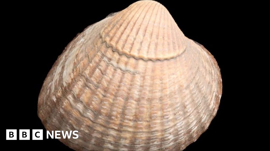 E. coli find closes Swansea cockle bed in Burry Inlet - BBC News
