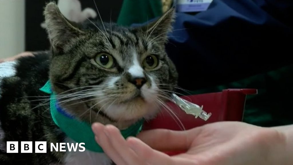 'Brighton cat killer': Police arrest local man