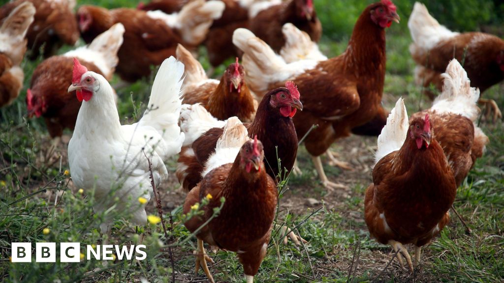 Jersey bird flu surveillance zone lifted