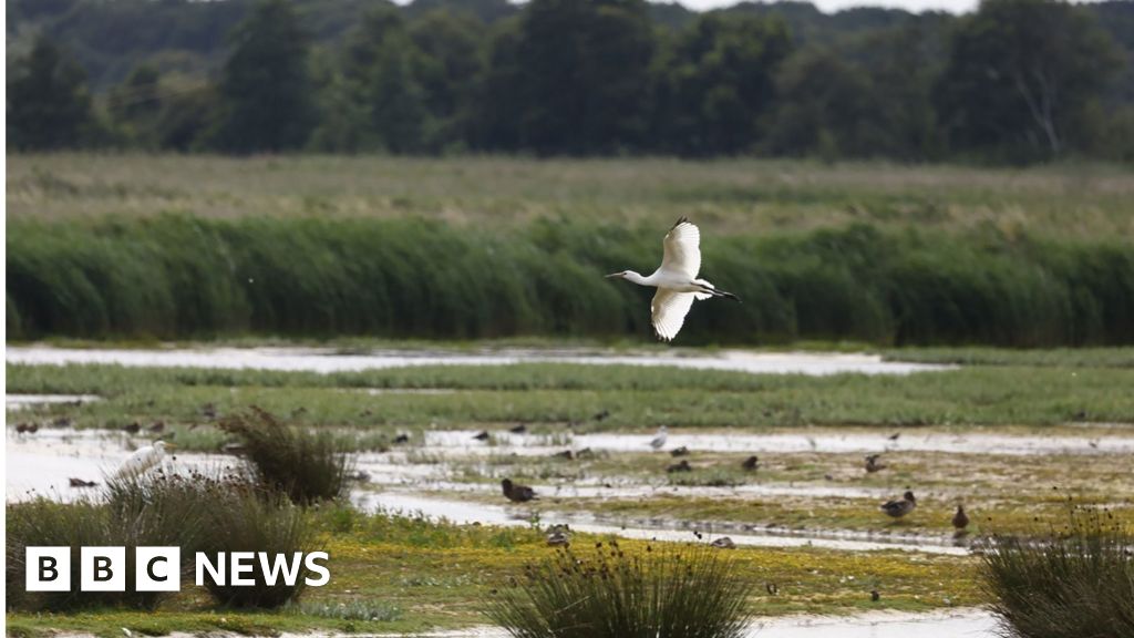 Norfolk wetland project to prevent river pollution approved - BBC News