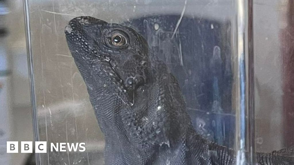 Guernsey animal rescue 'toad' turns out to be lizard - BBC News