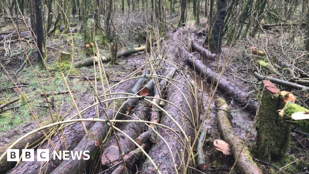 Kendal 'hydro hedges' hope to halt homes flooding - BBC News