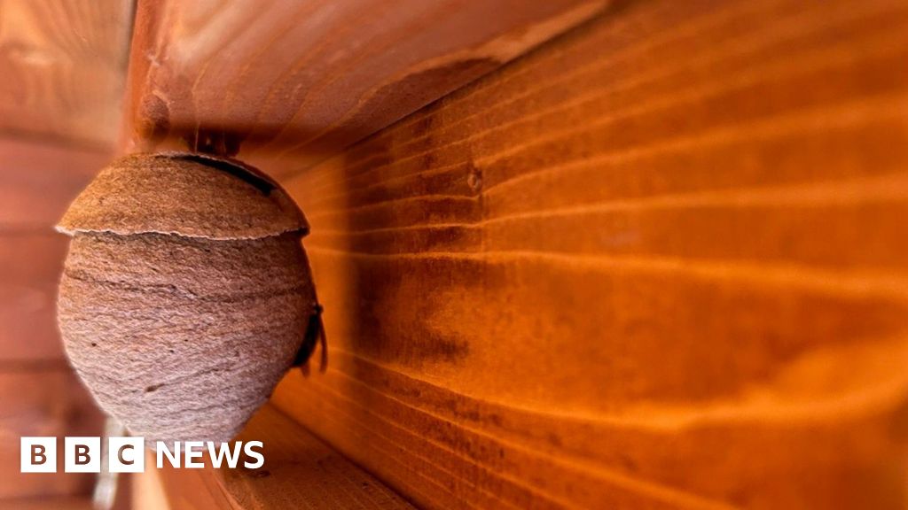 Asian hornet nest found in Guernsey garden shed - BBC News