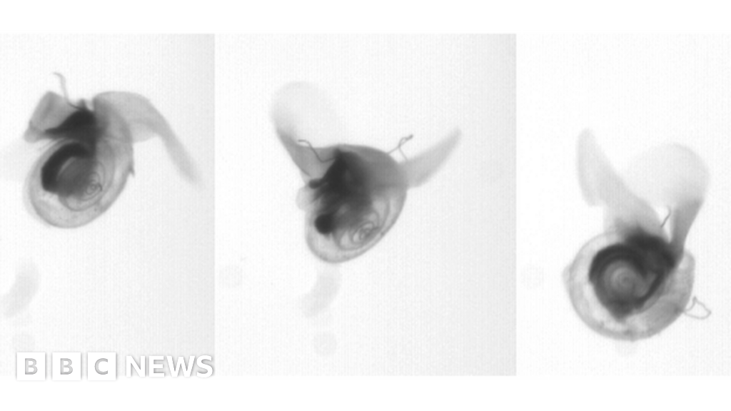 The flight of the microscopic sea snail - BBC News