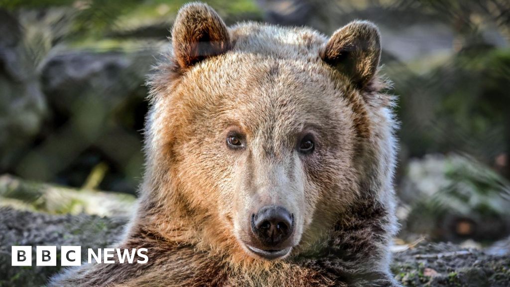 Kent: Brown bear recovering 'remarkably well' after brain surgery - BBC ...