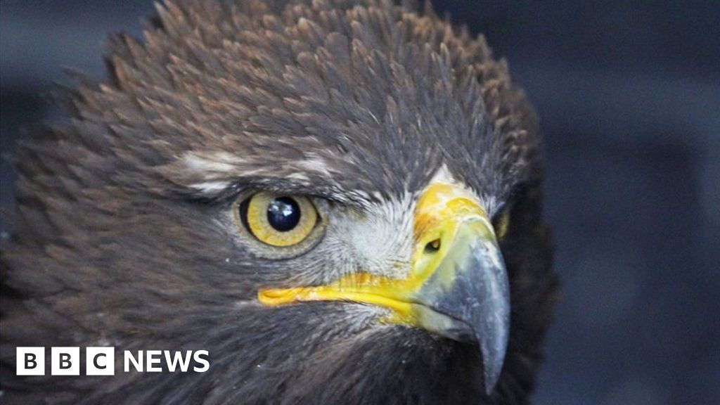 Griff the golden eagle returns home after escape - BBC News