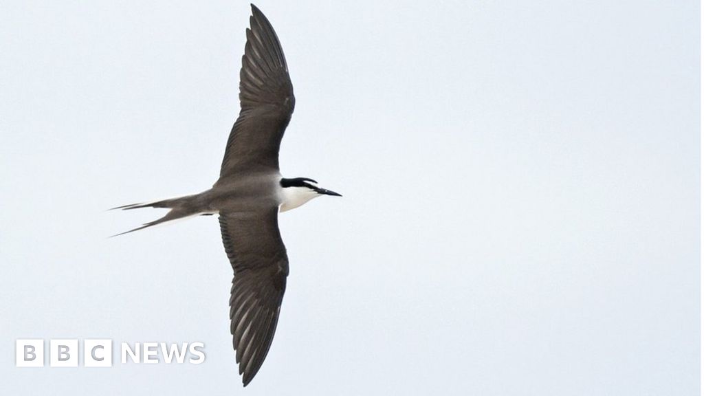Rare bridled tern makes first Channel Islands appearance in Jersey ...