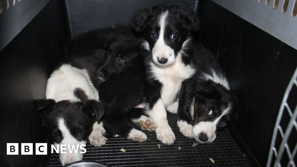 Smuggled puppies seized at Cairnryan port - BBC News