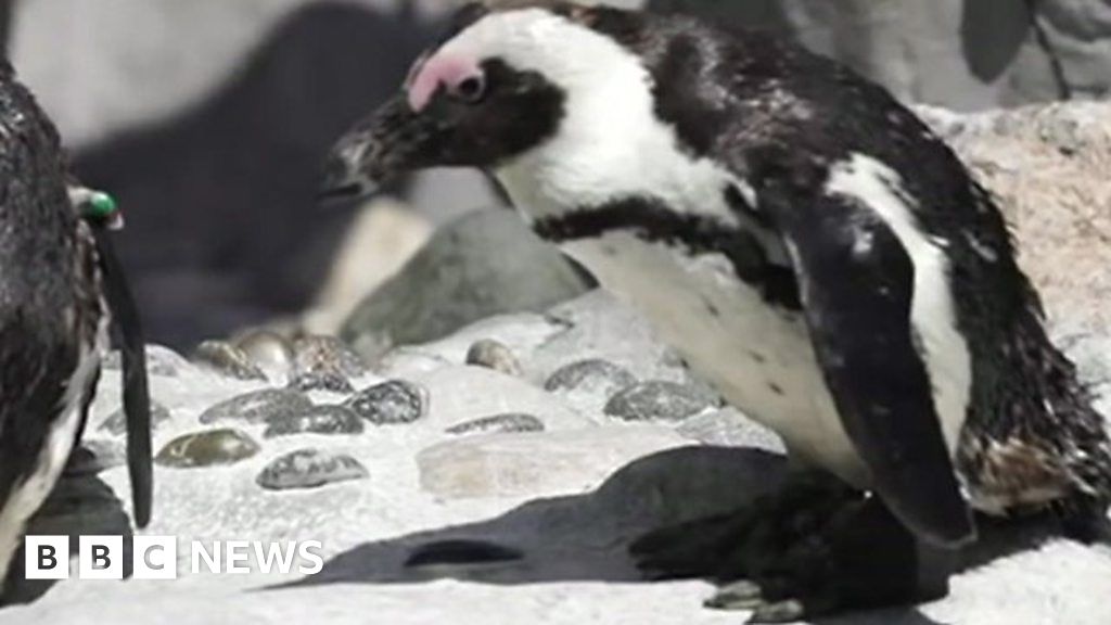 An injured penguin and a self-drive bus (not related) - BBC News
