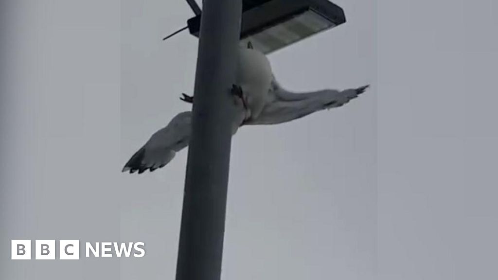 Bird trapped in fishing line on North Shields lamp-post