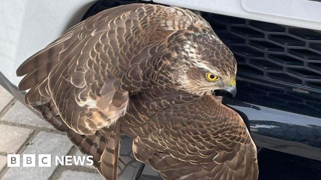 Isle of Man: Bird of prey's lucky escape after being stuck on front of ...