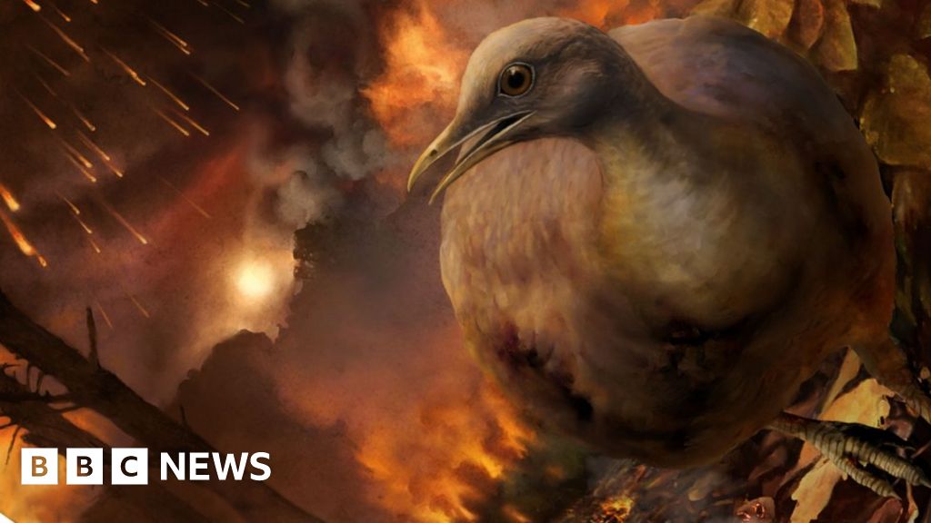 How ancestors of living birds survived asteroid strike - BBC News