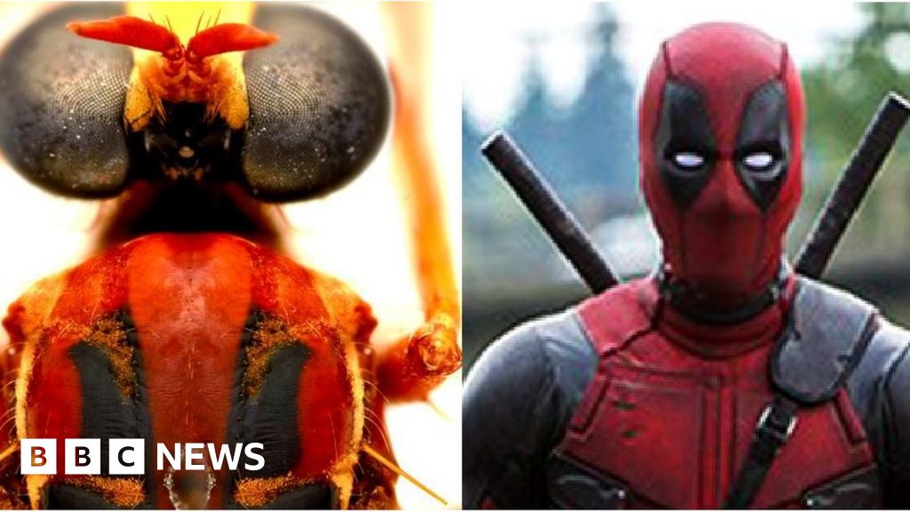 Deadpool fly among new Australian 'super power' species creating a buzz
