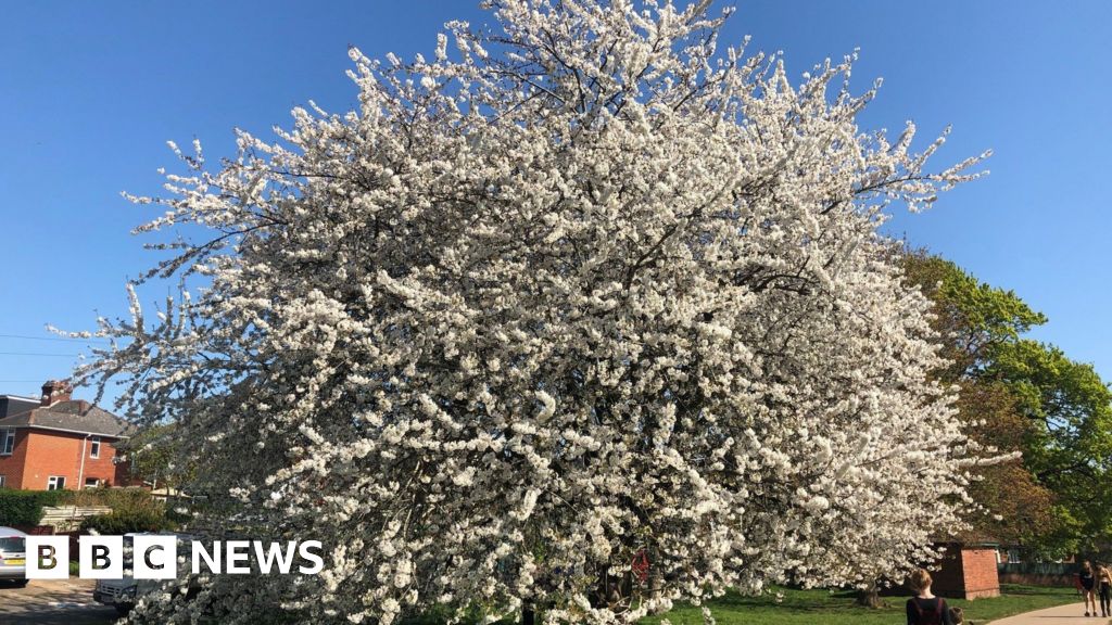 Exeter's trees 'crucial' to healthy city environment - BBC News