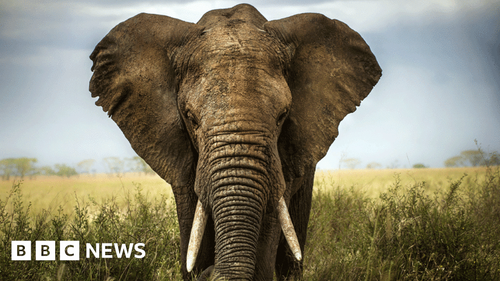 TEDWomen: Vibrations offer new way to track elephants - BBC News