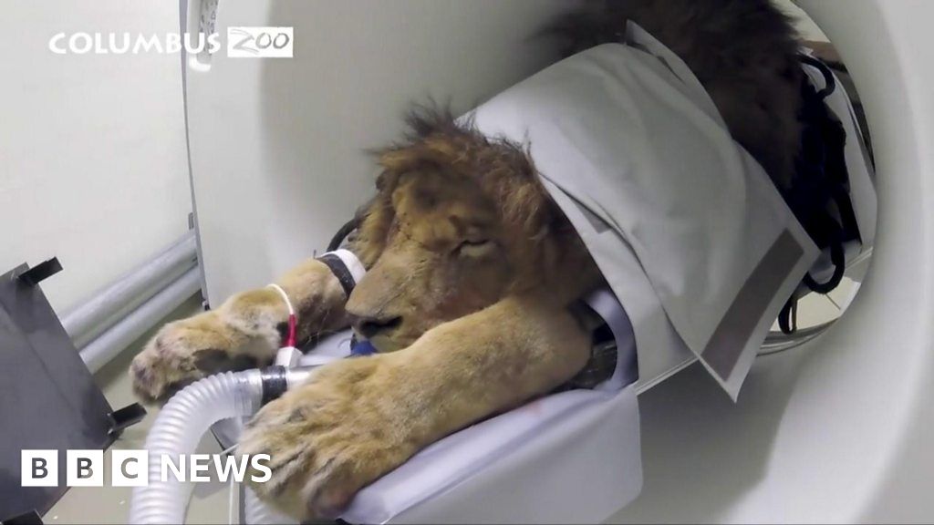 Big cat gets CAT scan - BBC News