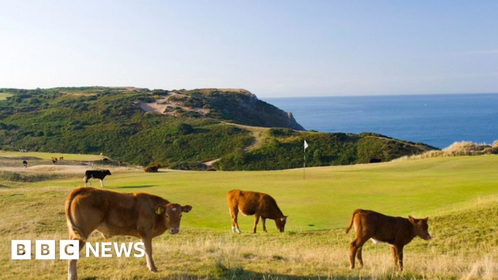 Gower golfer shaken after being charged by cow on course - BBC News