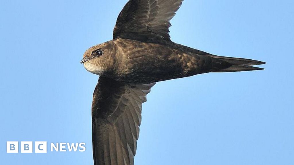 Swift boxes: Volunteers install nesting sites on farm buildings - BBC News