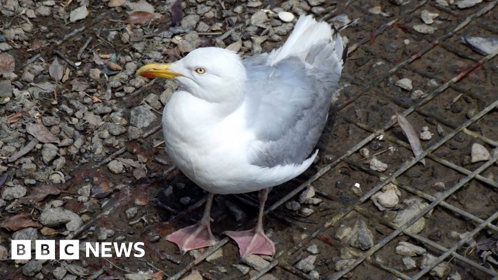 Seagulls nest at top of fire service animals rescues list - BBC News