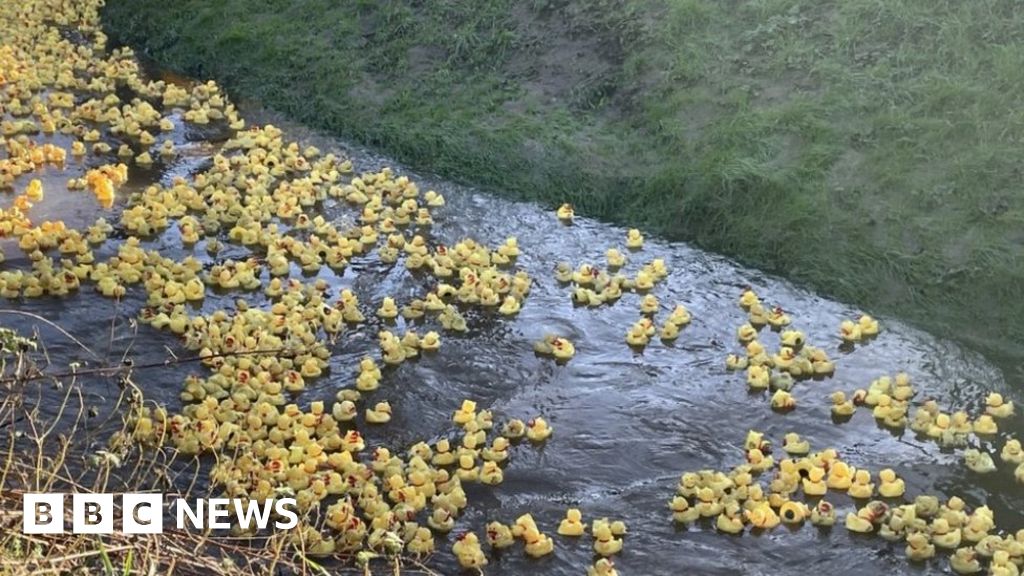 Annual Middle Rasen duck race marks quacking start to new year - BBC News