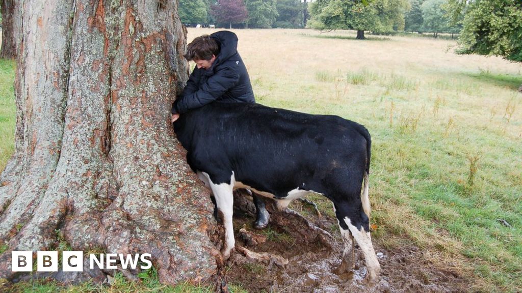 Cow and bullock get their heads stuck in the same tree in Cornwall ...