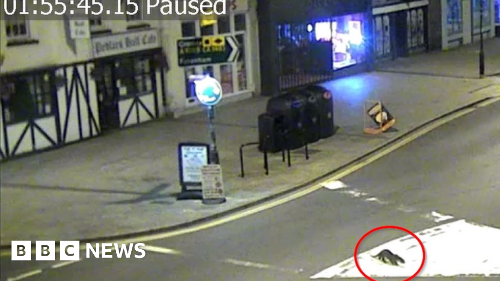 'Mystery creature' crossing road on CCTV 'was an otter' - BBC News