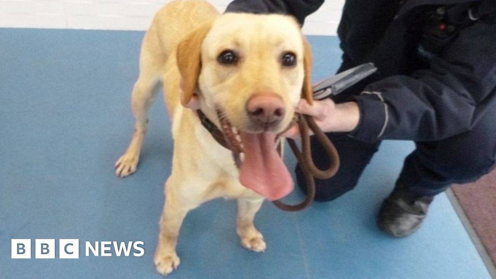 Birkenhead man punched puppy in middle of road - BBC News