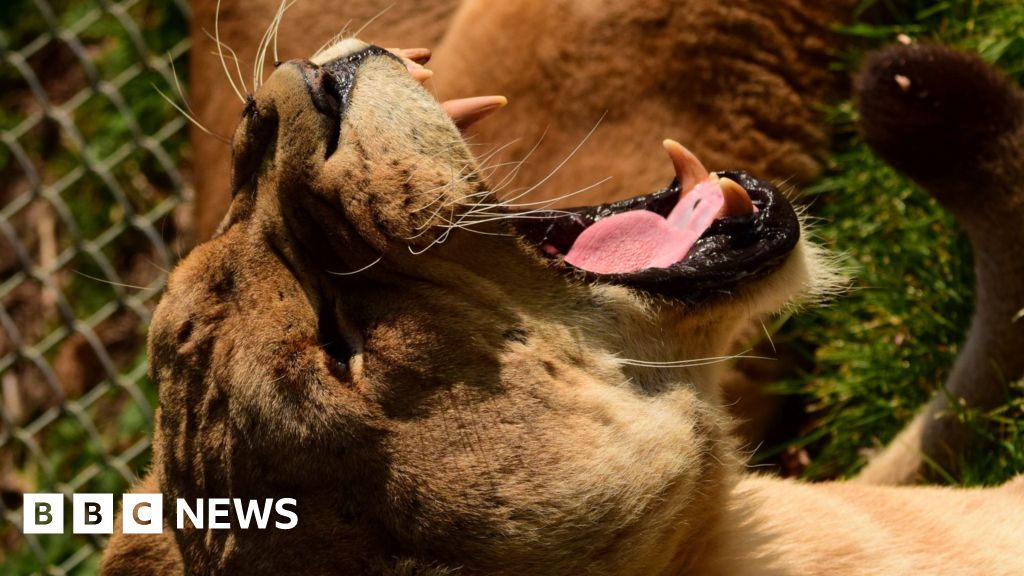 Suffolk lions return to Africa Live after Storm Eunice damage - BBC News