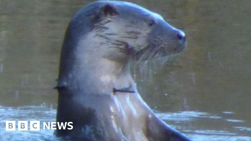 Stricken otter spotted with plastic tie around its neck