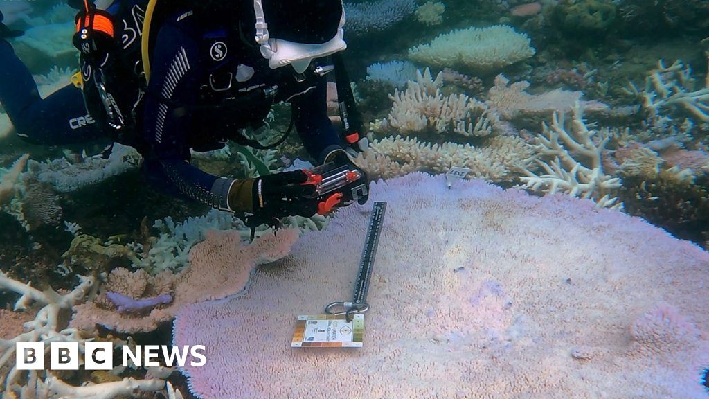 Watch: Coral turns white from deadly ocean heat