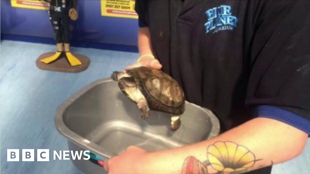Clyde the turtle returned to Blue Planet Aquarium - BBC News
